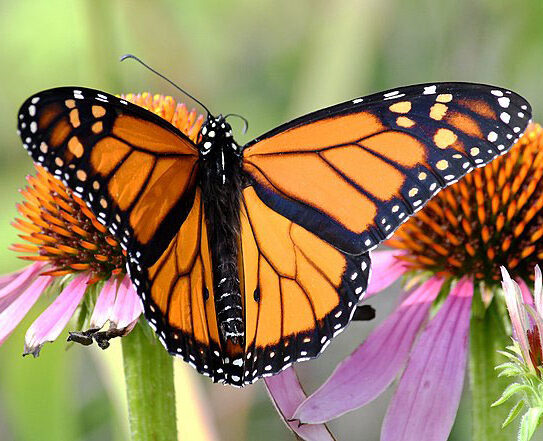 Native Florida Brush-footed Butterflies (Nymphalidae) - The Disabled ...